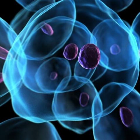 Grundlagen | cellactiva DE